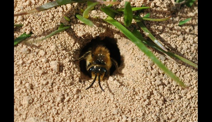 Bees, Pollinators And Threats To Their Habitats - The Kojo Nnamdi Show