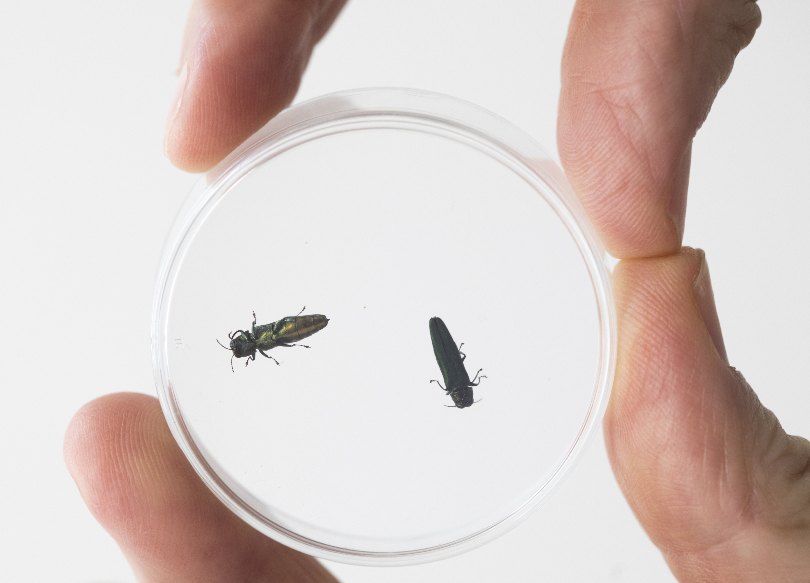 How An Invasive Bug is Killing Off Our Region's Ash Trees (Rebroadcast ...