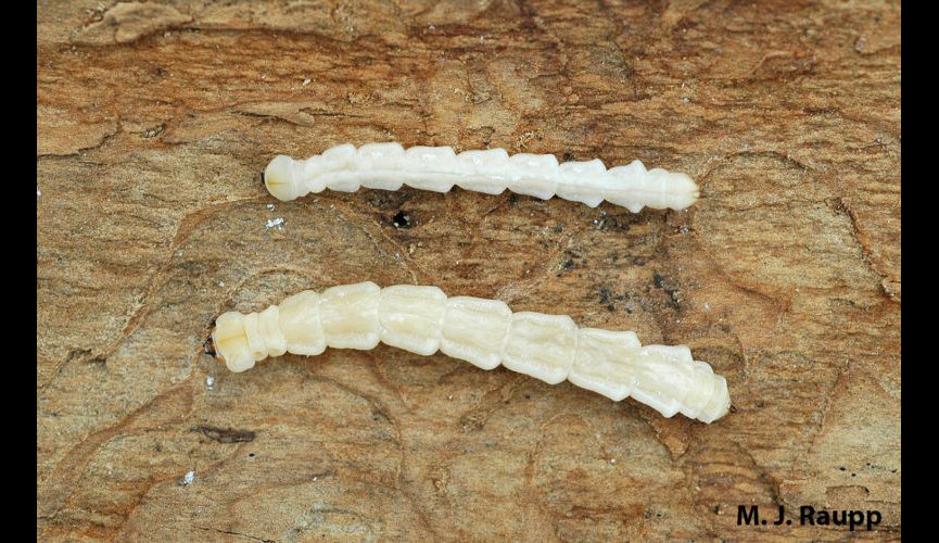 How An Invasive Bug is Killing Off Our Region's Ash Trees - The Kojo ...